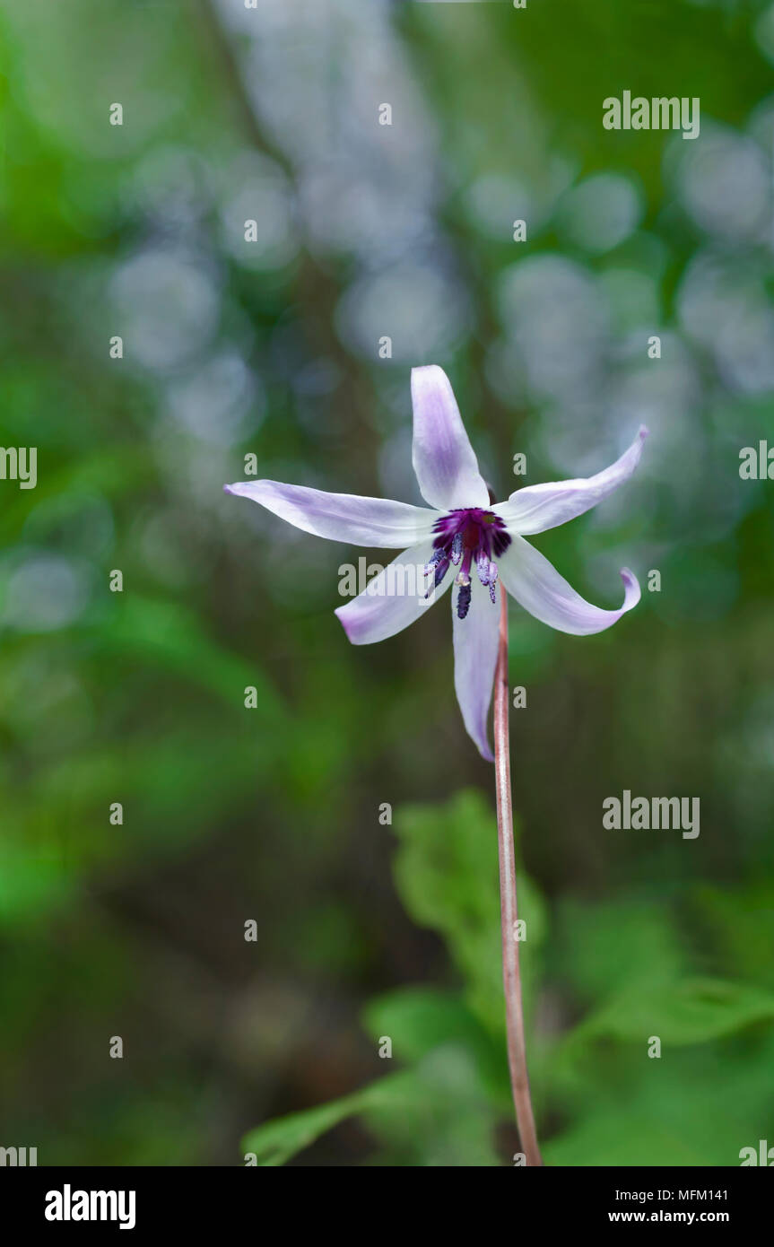 Purple fawn lily in sunlight Stock Photo - Alamy