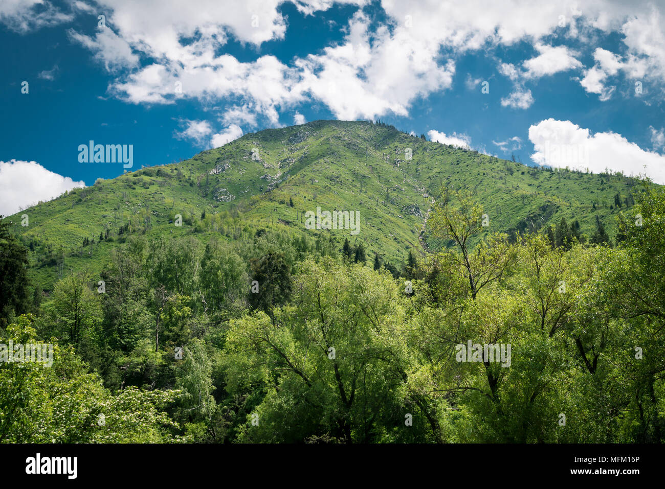 Blue green forest scenic trees hi-res stock photography and images - Alamy