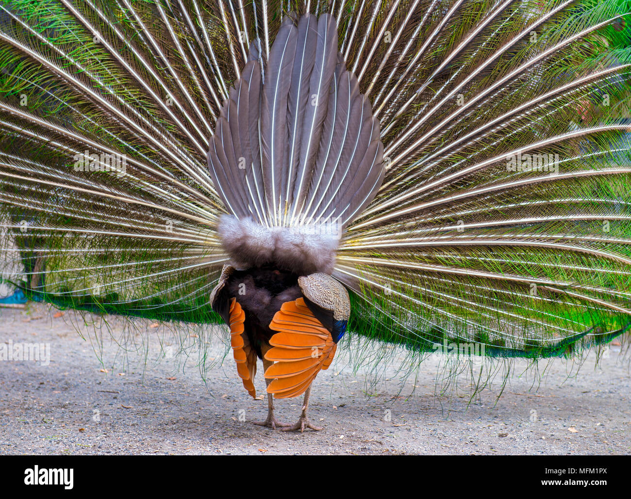 Male peacock showing off his magnificent plumage at Beacon Hill park in ...