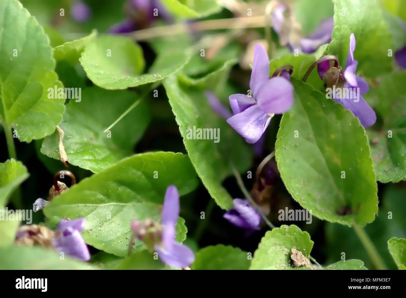 Veilchen mit Blüten, Off-Focus. Nahaufnahme Stock Photo - Alamy