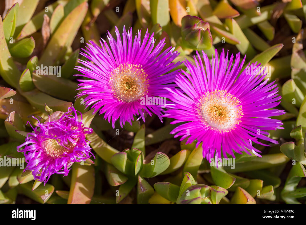Colorful, vivid wild spring flowers in Greece, mountains in Crete Stock ...