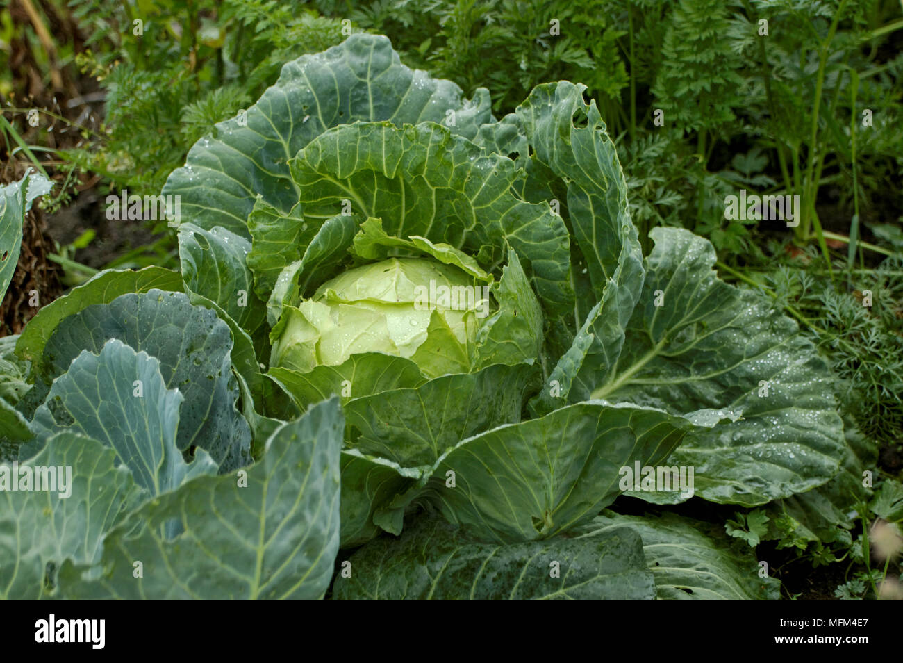 Cabbage illustrations hi-res stock photography and images - Alamy