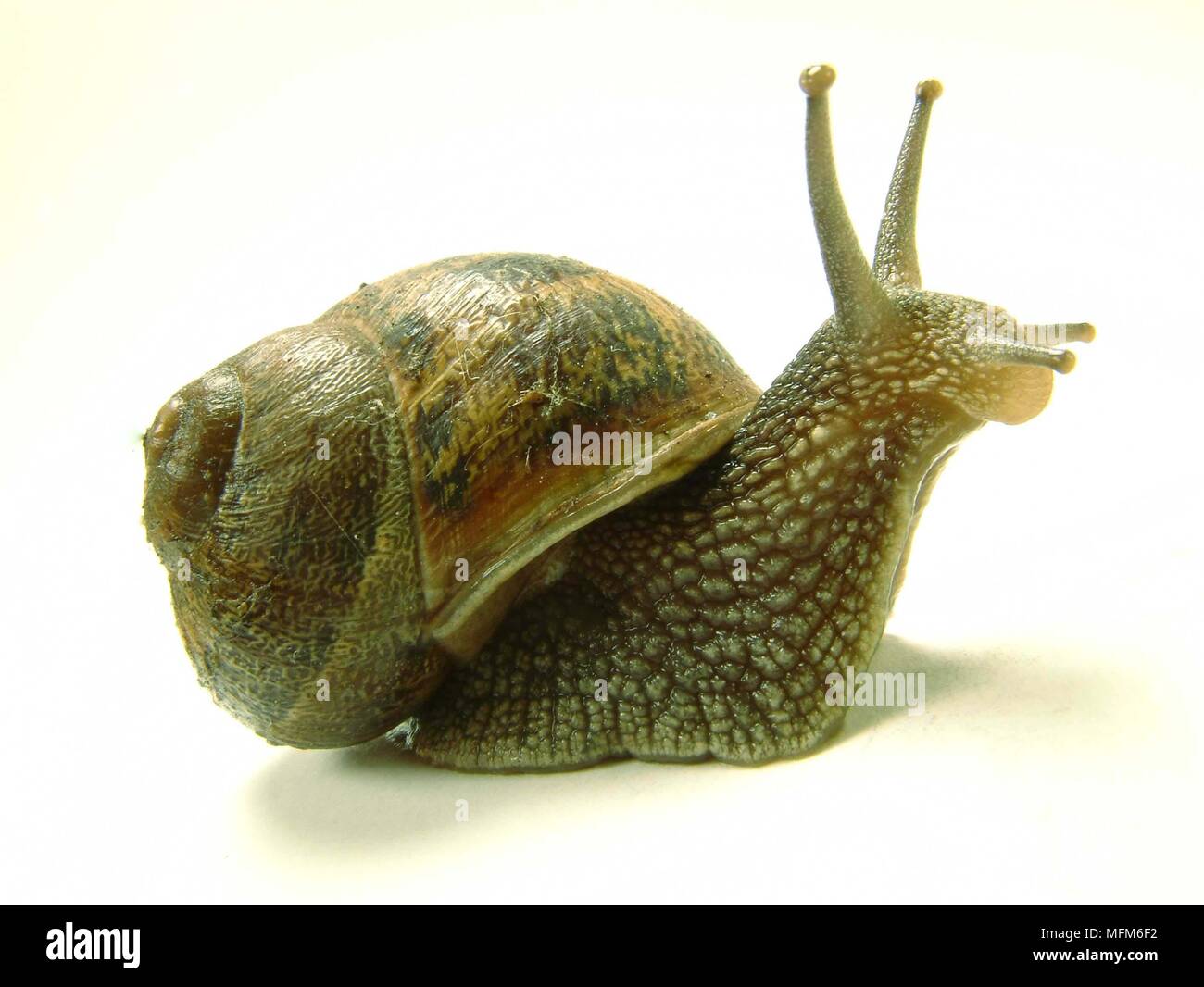 Close-up photograph of common garden snail on white background, showing ...