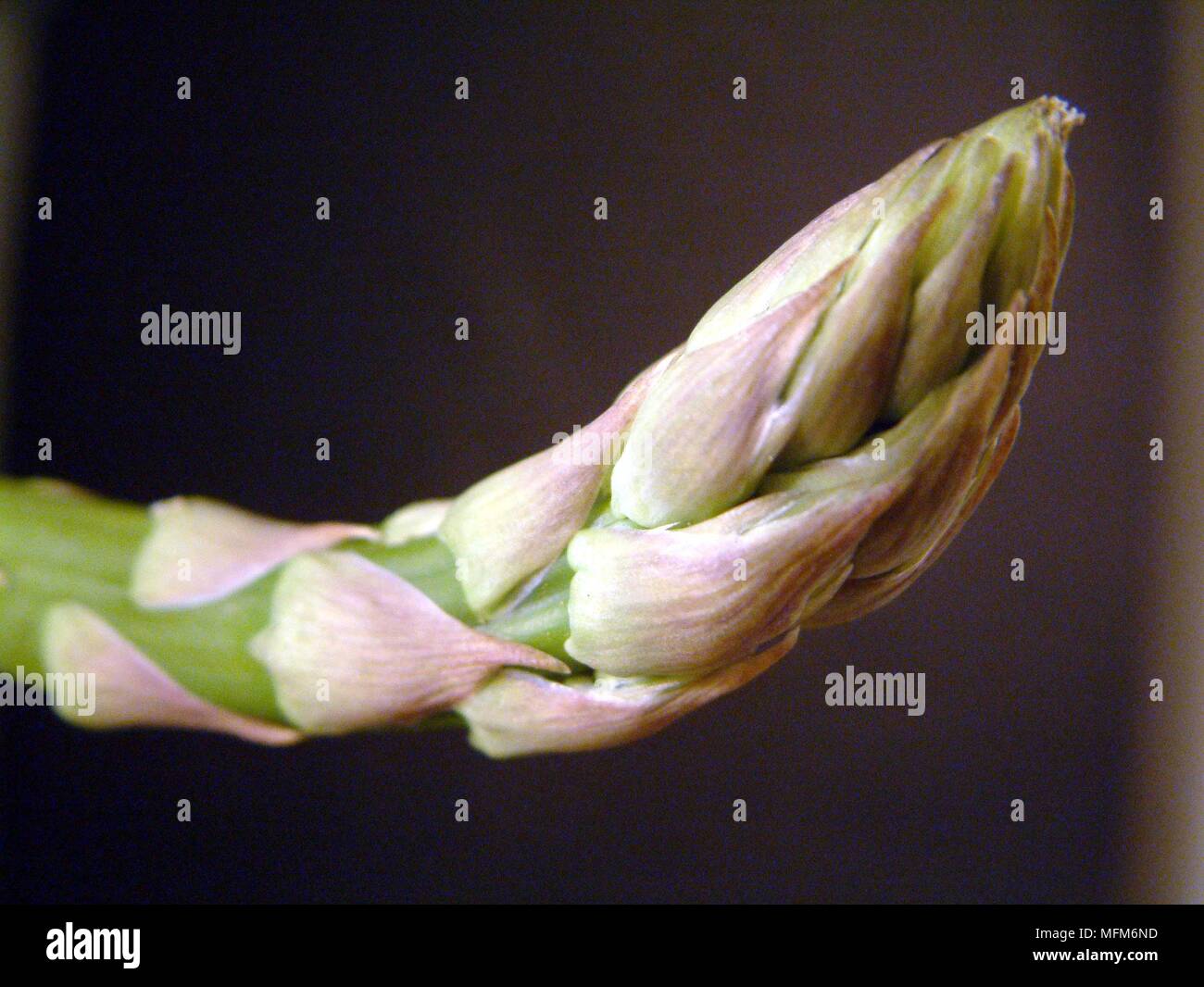 Close-up photographs of asparagus spears showing their delicate ...