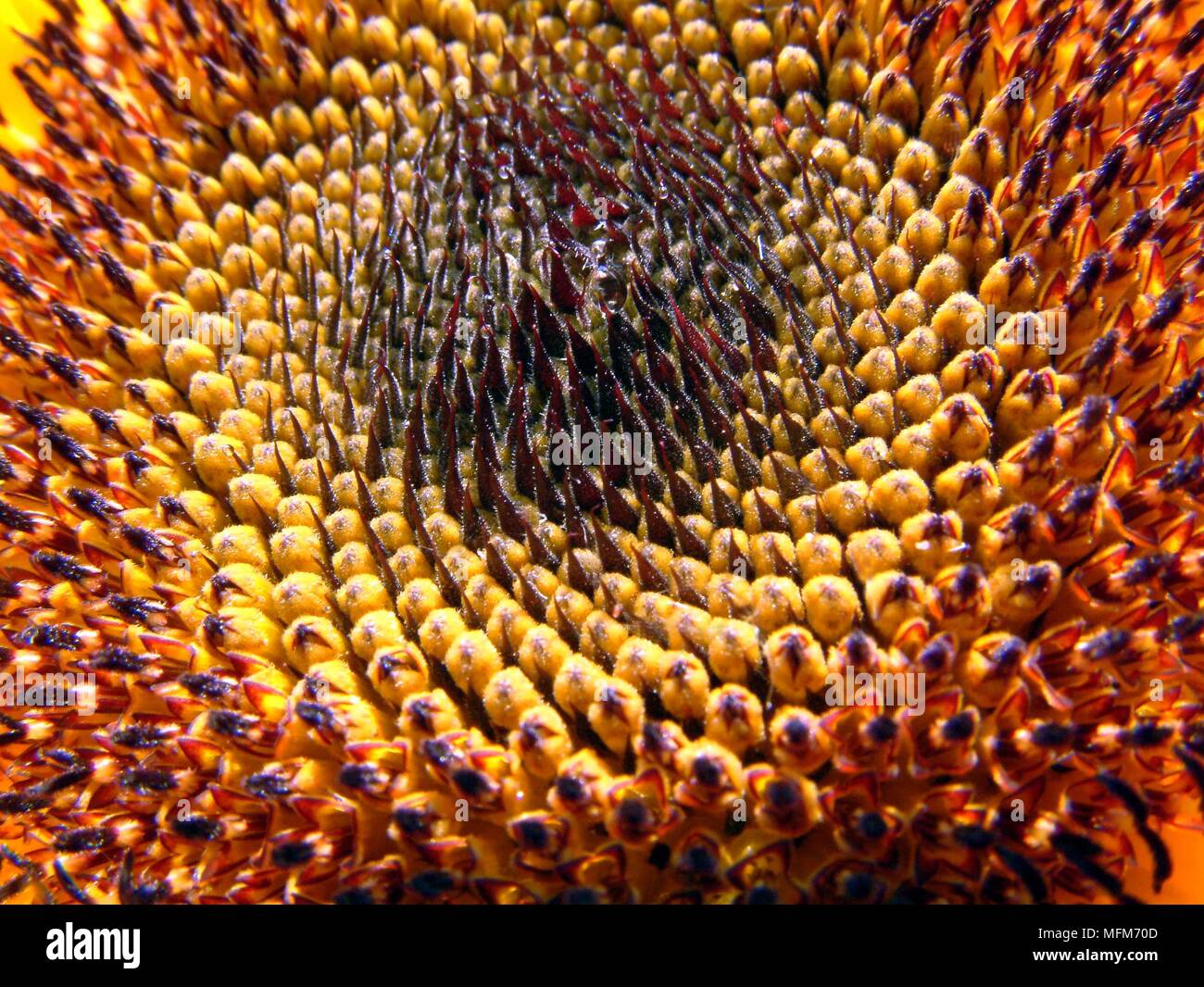 Close-up of a centre of a sunflower Helianthus showing in detail the ...