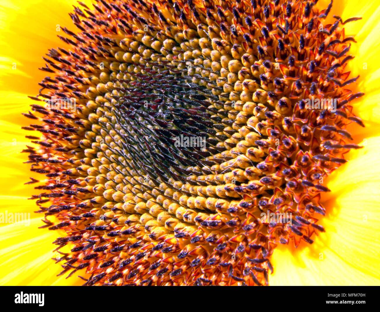 Close-up of a centre of a sunflower Helianthus showing in detail the ...