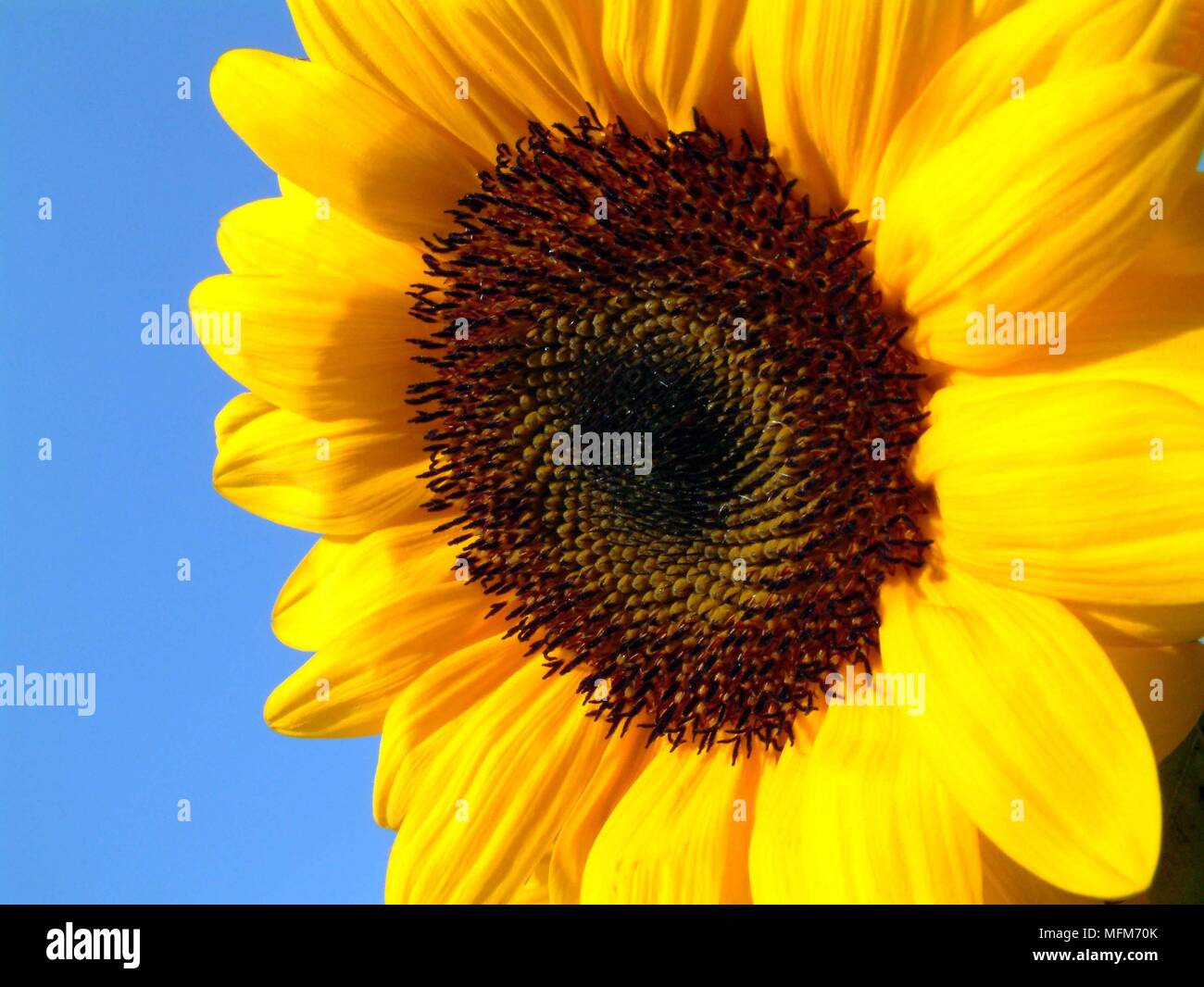 Close-up of a single yellow sunflower Helianthus, basking in the bright ...