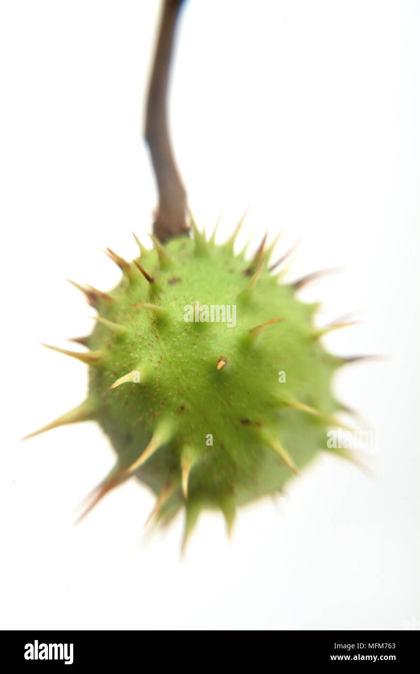 A studio shot of a conker still inside it's spiky protective husk ...