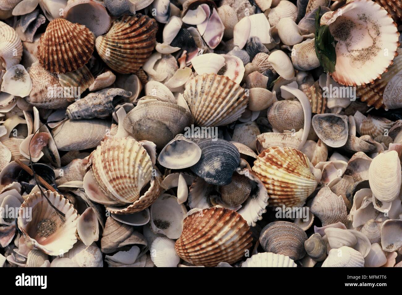 093634 hi-res stock photography and images - Alamy