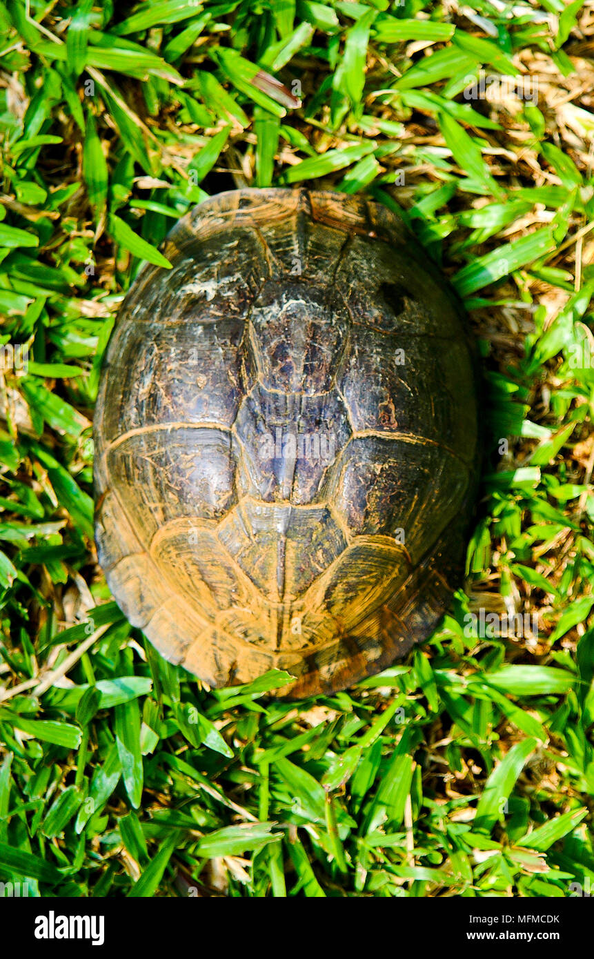 tortoise. tortoise with the background Stock Photo - Alamy