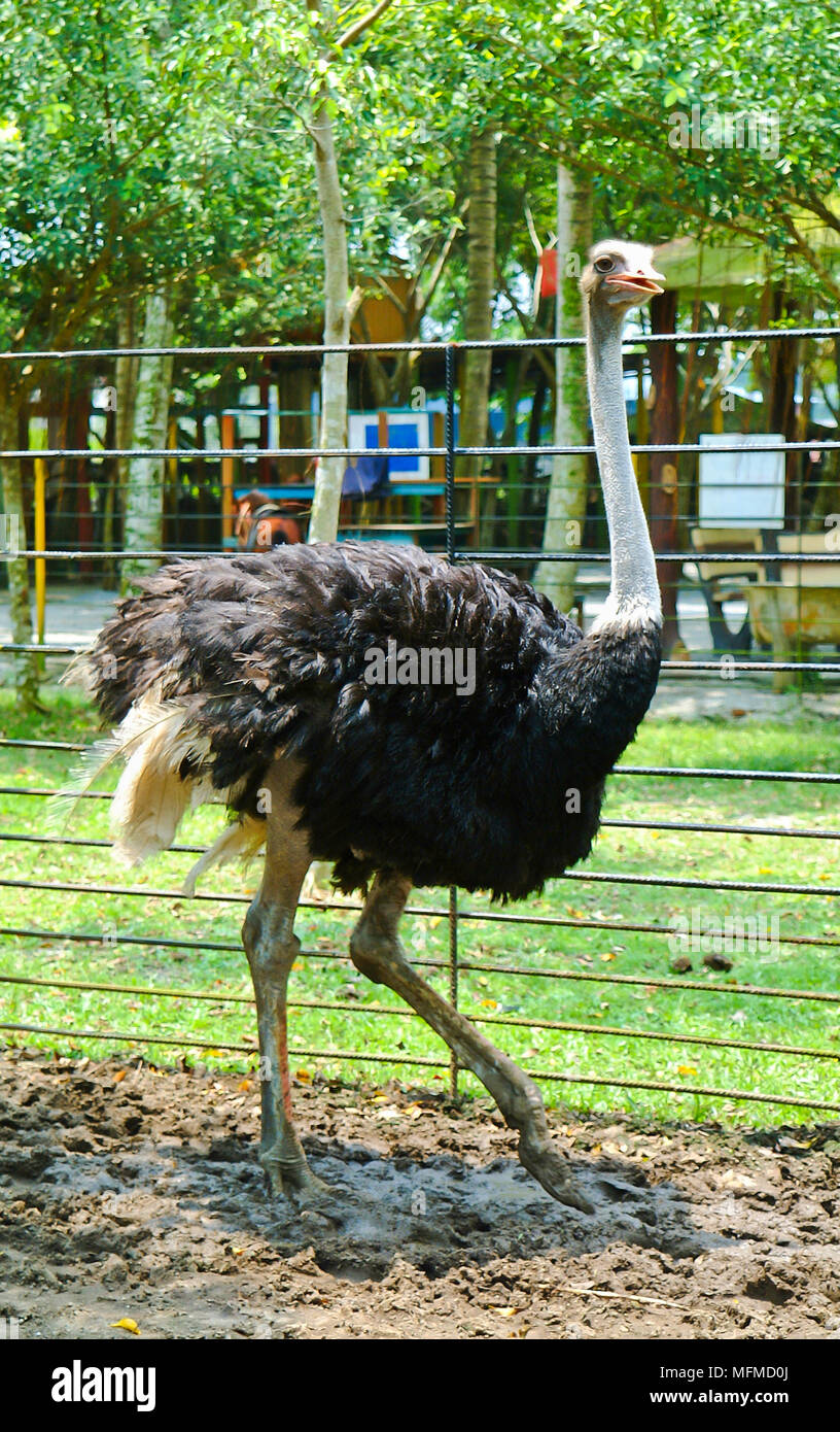 ostriches. portrait photo of an ostrich Stock Photo - Alamy