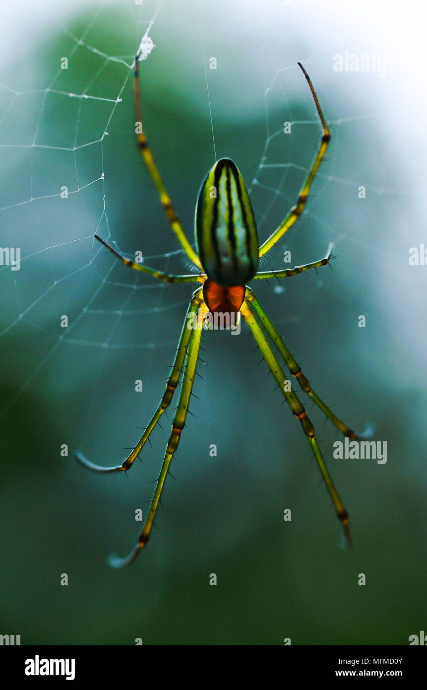 spider. colorful spider in web Stock Photo - Alamy