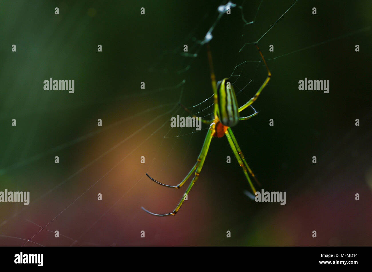 spider. colorful spider in web Stock Photo - Alamy