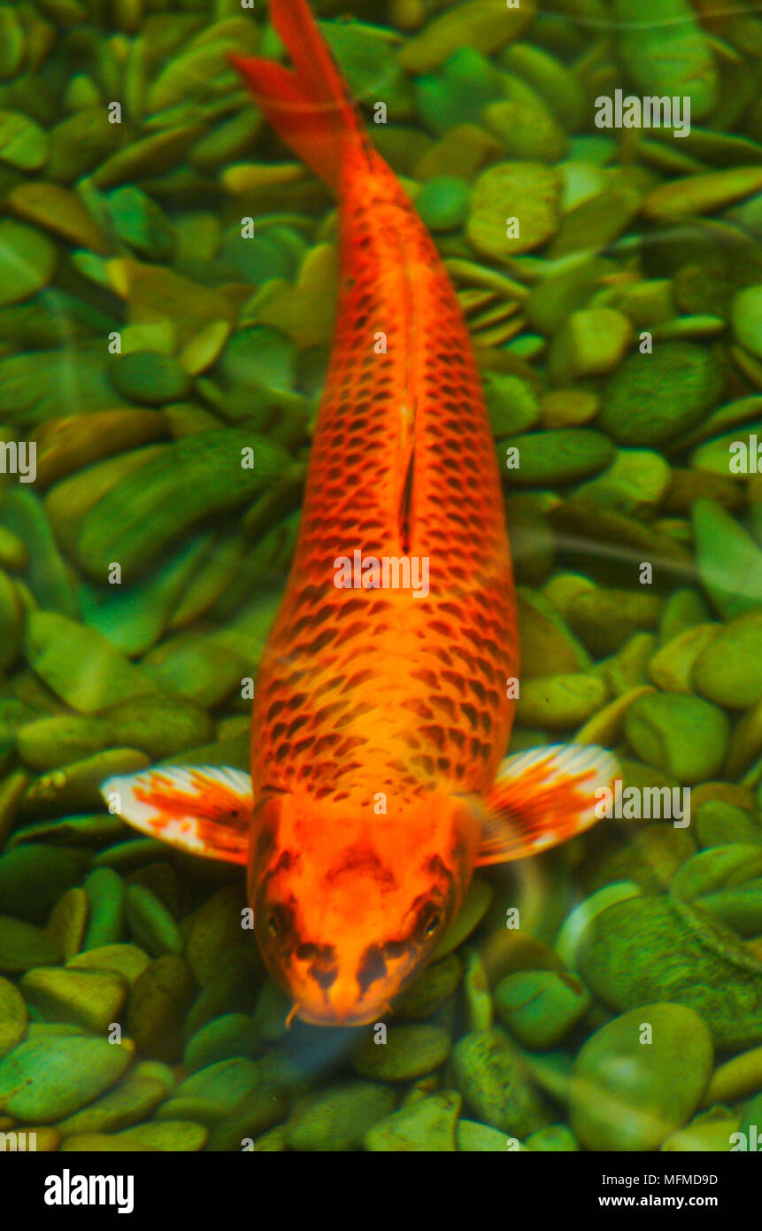 Japanese koi fish with the background Stock Photo - Alamy