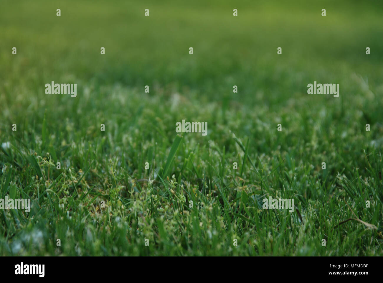 Abstract Natural Green Grass Backgrounds in Forest Park Outdoor Stock ...