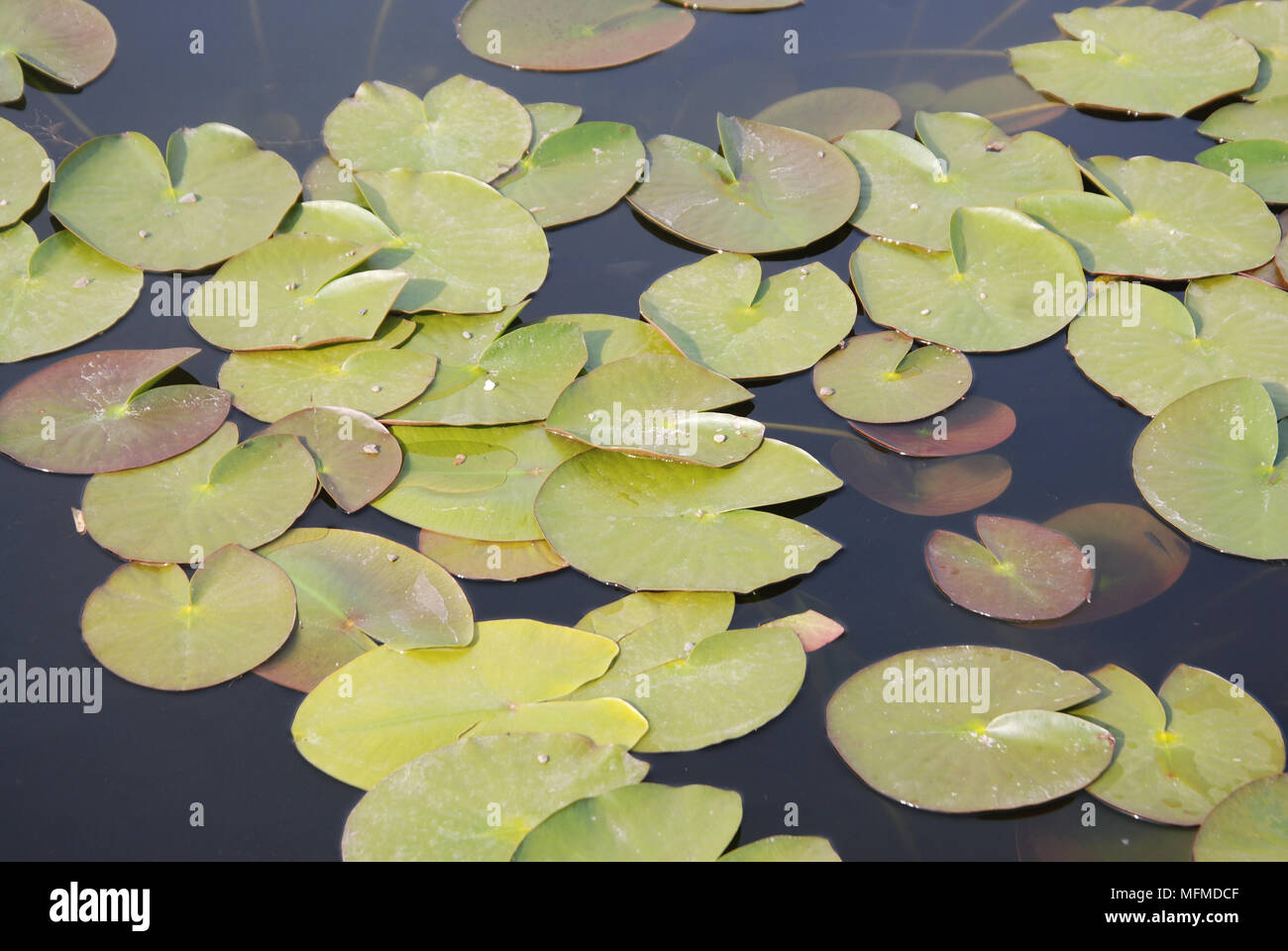 Lotus Leafs Floating on the Water, Shot taken from above, Leave over ...