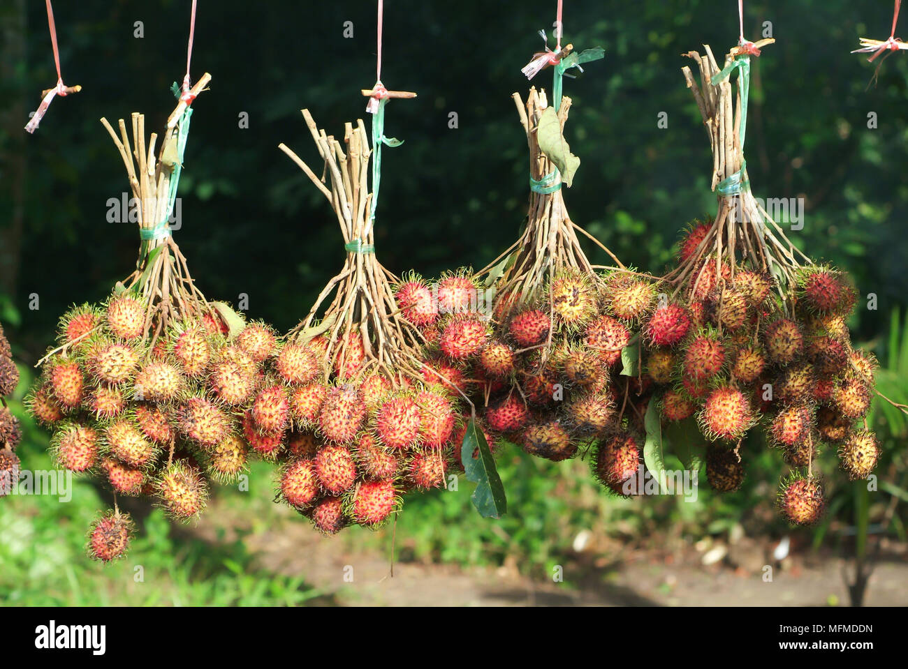 Rambutan or hairy fruit, popular fruit on summer Stock Photo - Alamy