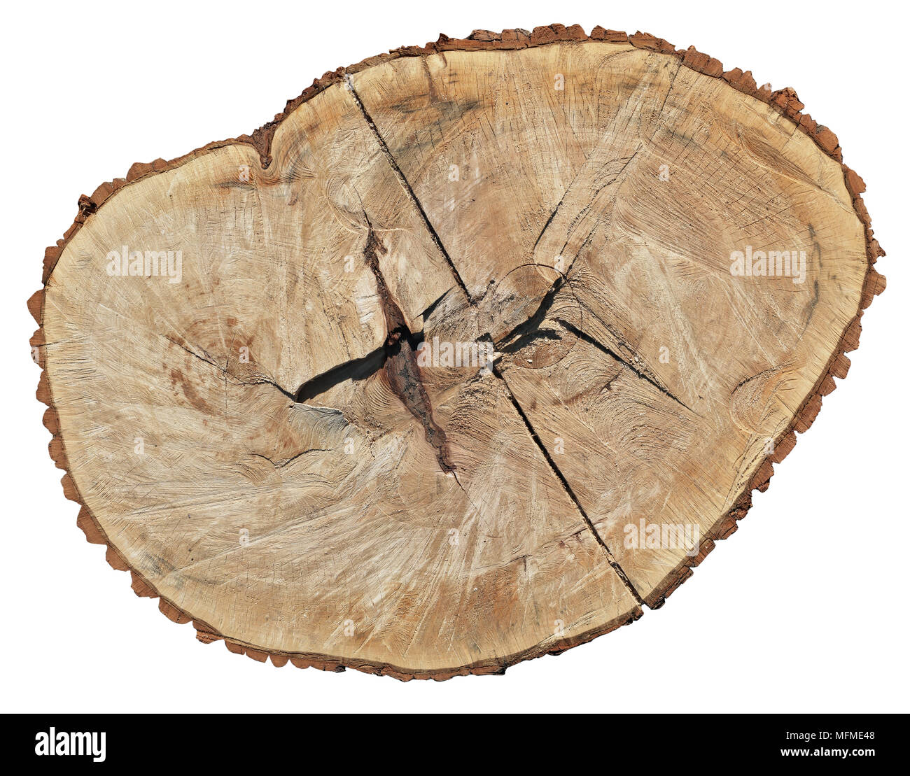 A fresh cut of a stump of a sawn old aged century tree Poplar. Isolated ...