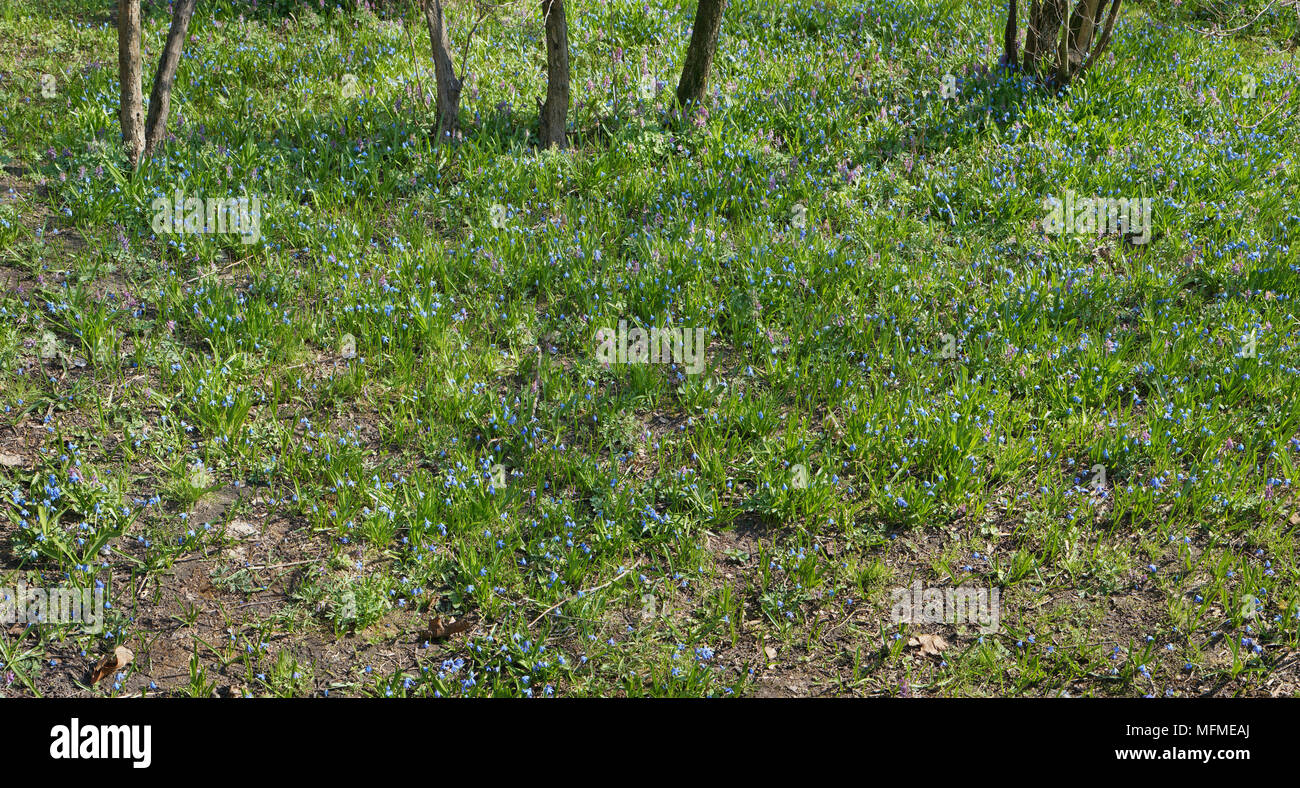 On the sunny April forest glade bloom thousands of blue spring ...