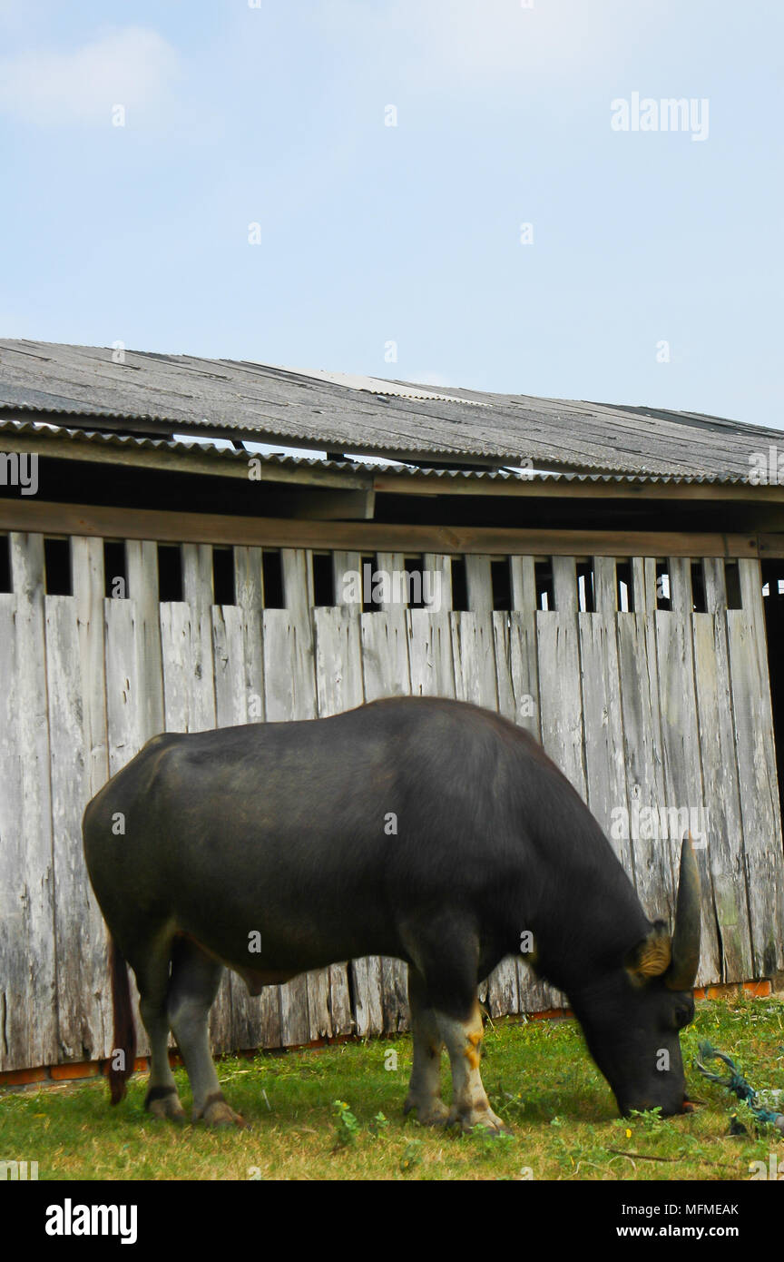Water buffalo with the background Stock Photo - Alamy