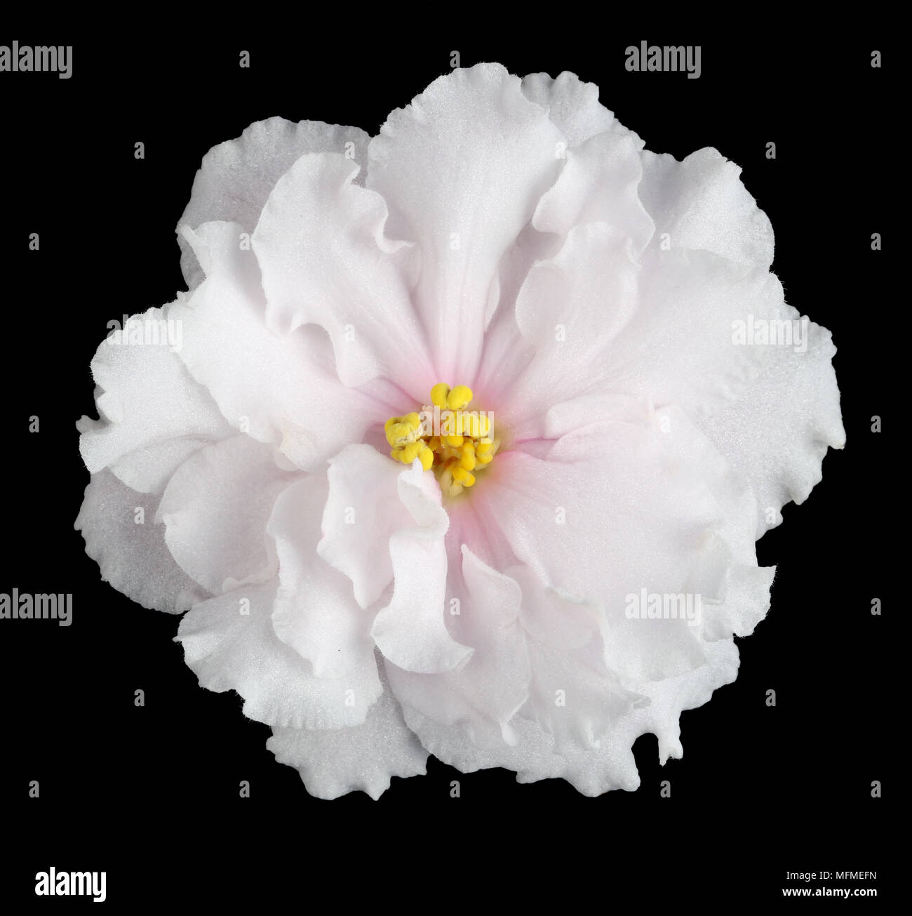 Cimple hi-res stock photography and images - Alamy