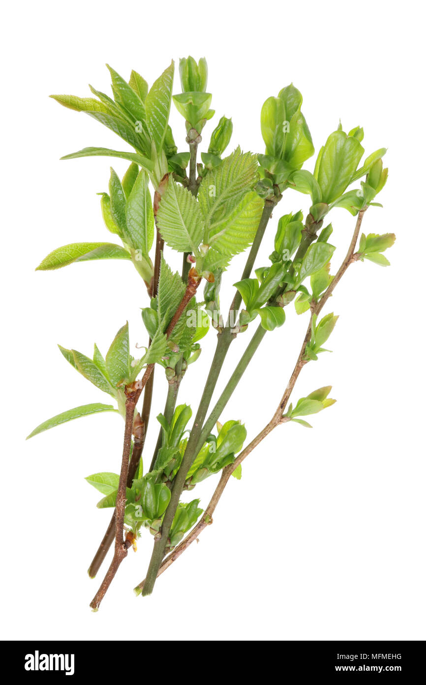 Bunch of twigs hi-res stock photography and images - Alamy