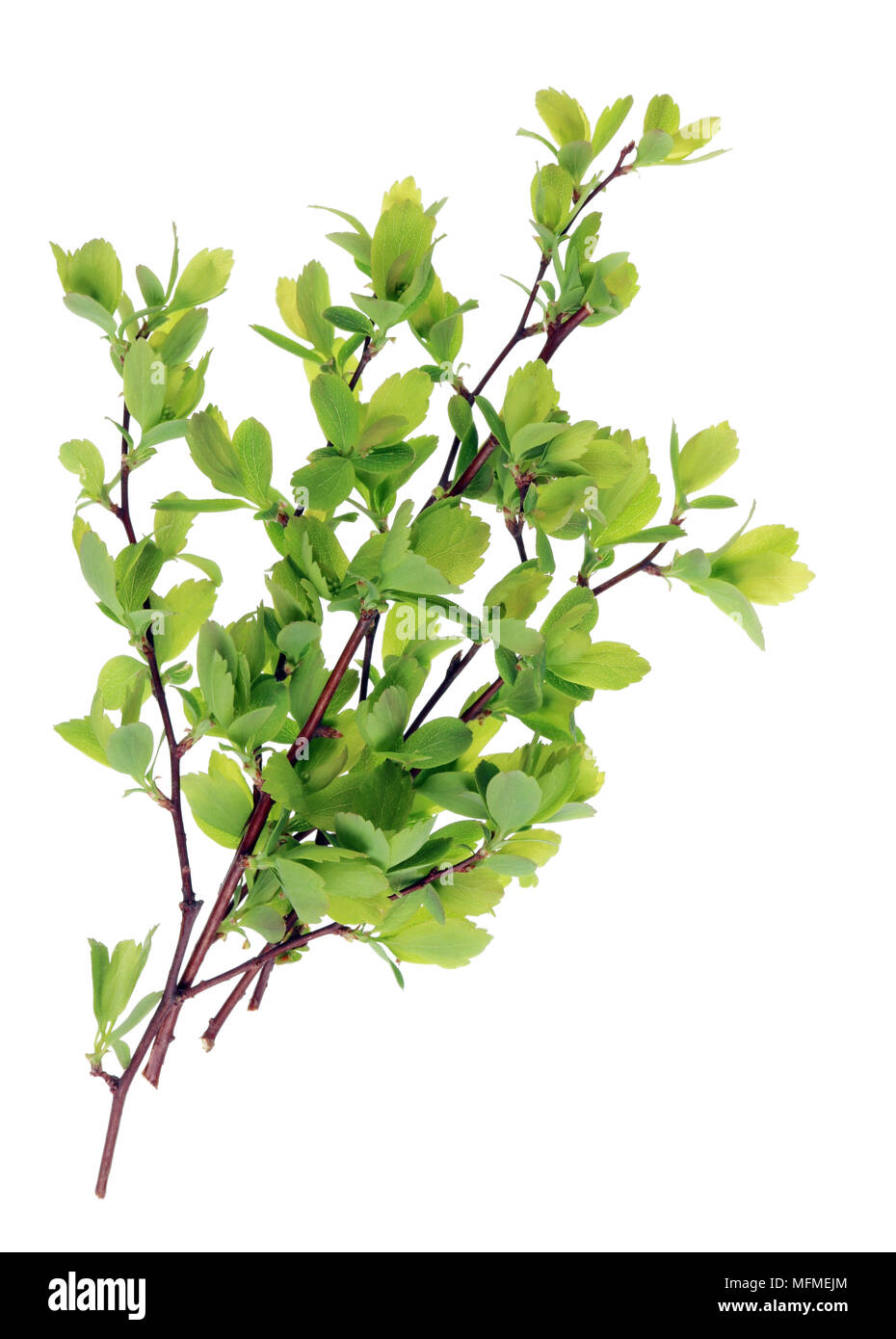 A bunch of twigs with young leaves of spring garden bush. Isolated on ...