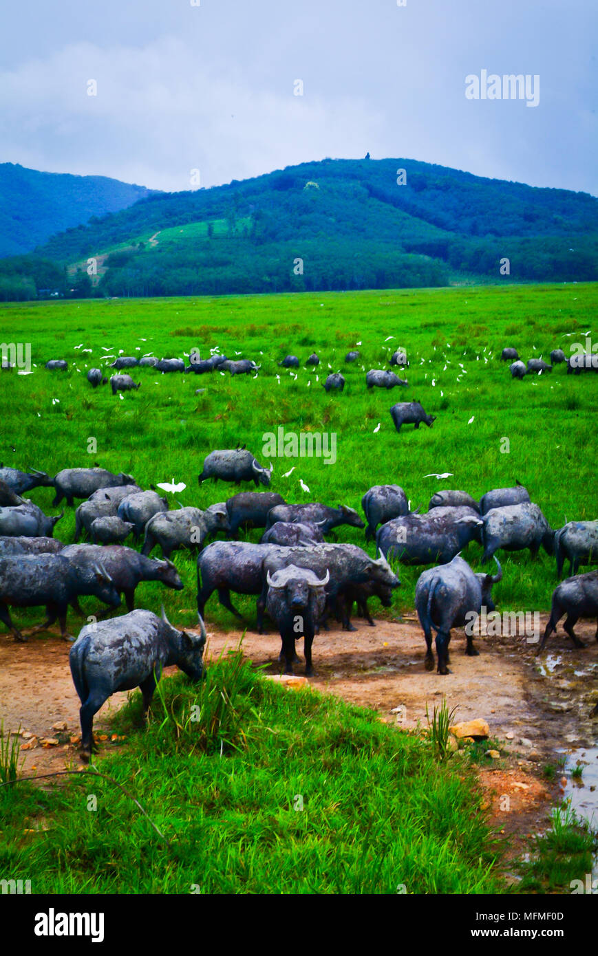 Water buffalo with the background Stock Photo - Alamy