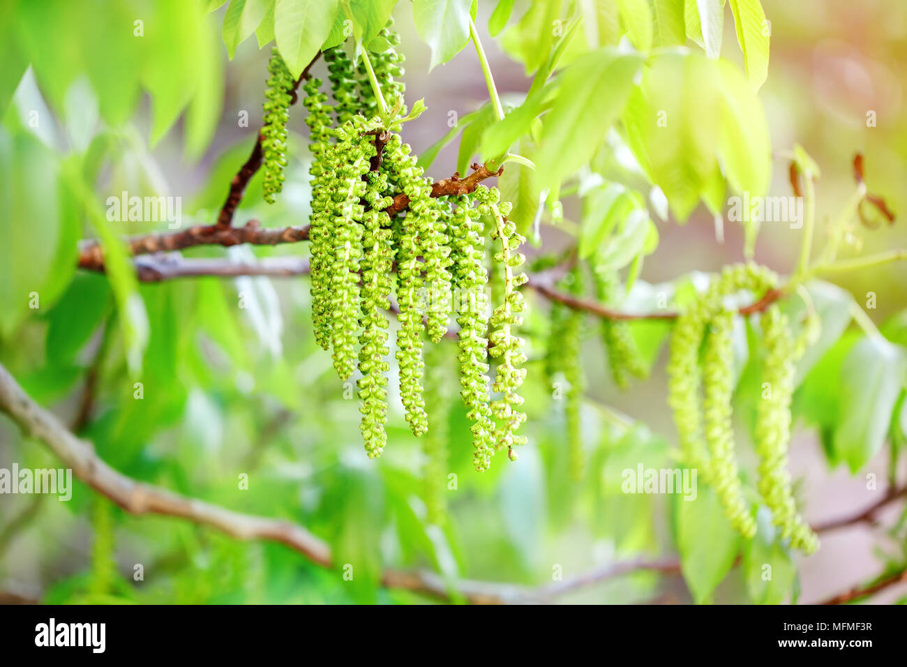 Walnut flower hi-res stock photography and images - Alamy