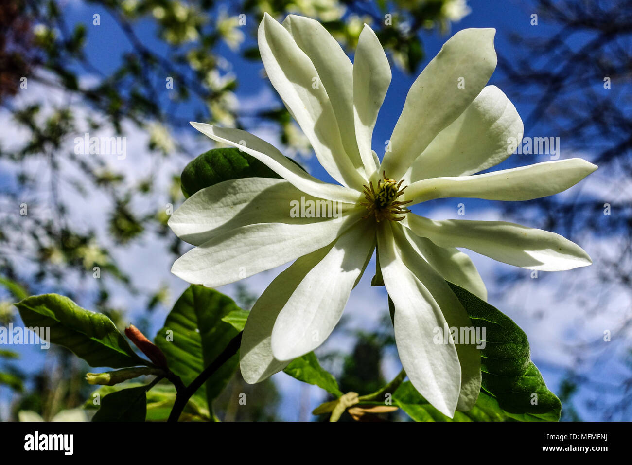 Magnolia stellata Gold Star, Flowering shrubs Stock Photo - Alamy