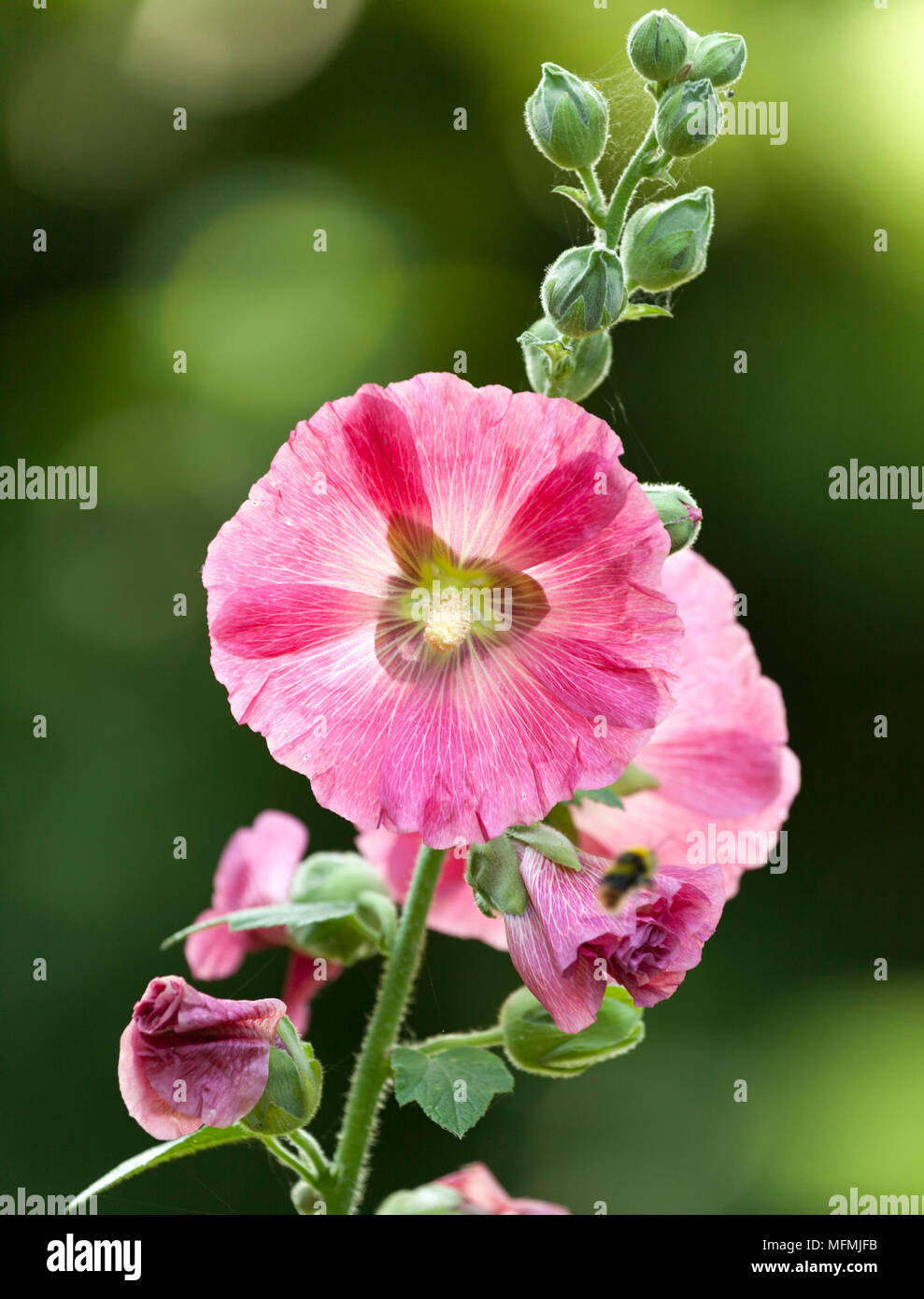 Blooming Hollyhock flower, Alcea setosa Stock Photo - Alamy