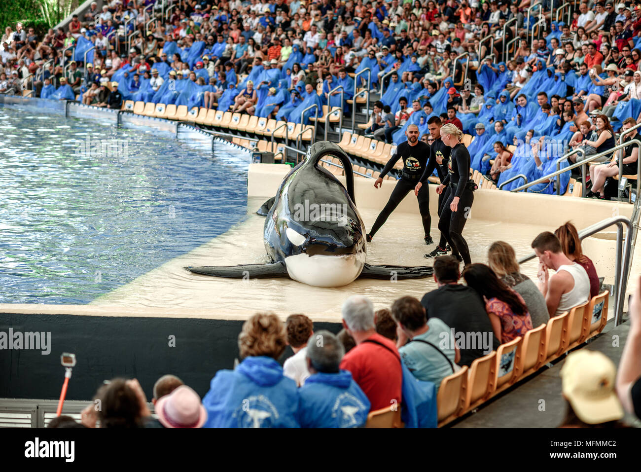 TENERIFE, SPAIN - April: water shows with killer whales in Loro Park ...
