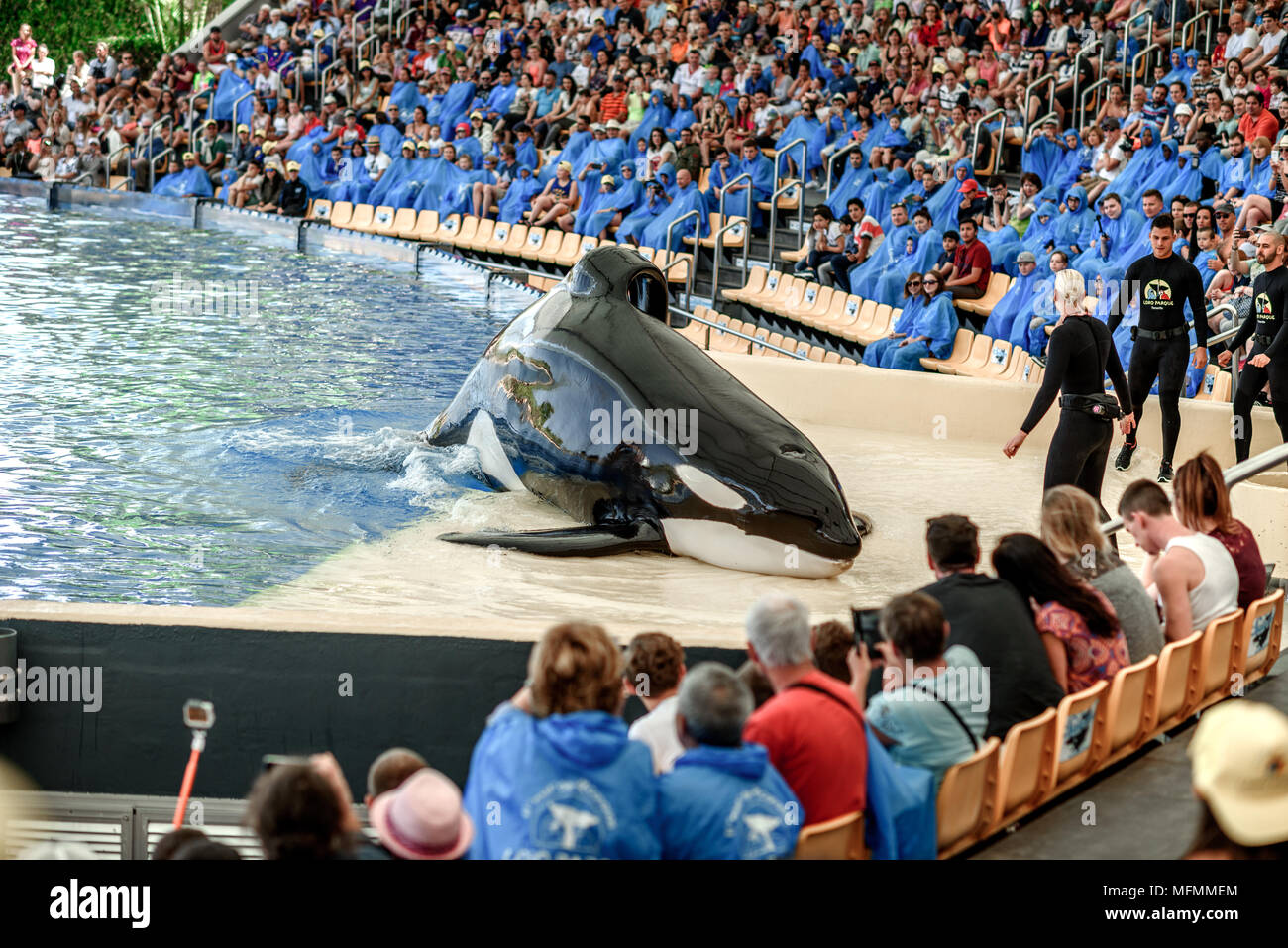 TENERIFE, SPAIN - April: water shows with killer whales in Loro Park ...