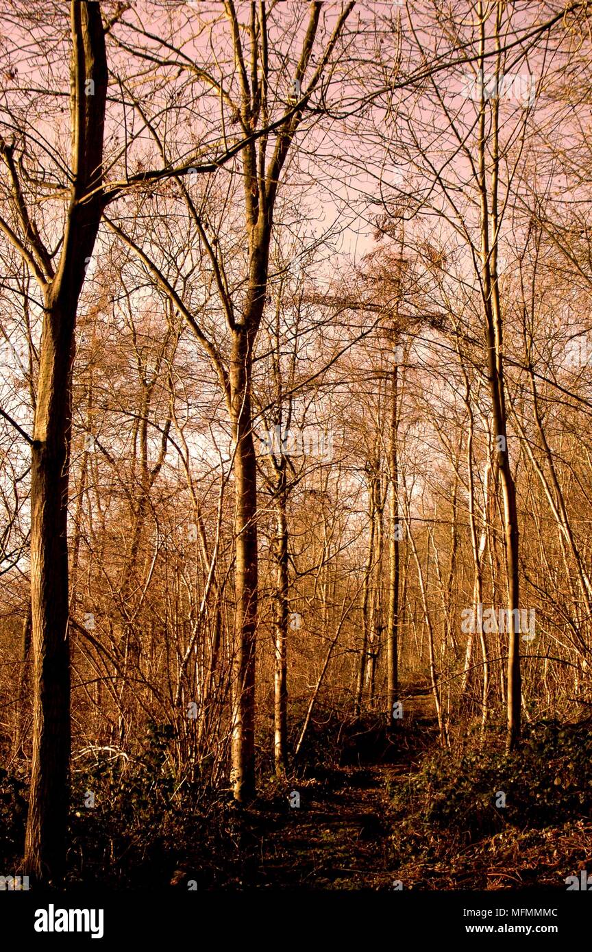 Trees in a forest Ref: CRB416 10009 011 Compulsory Credit: Kate ...