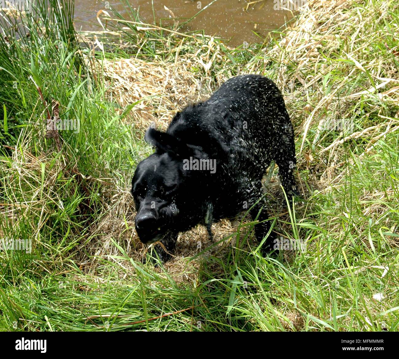 High angle view of a dog Ref: CRB416 10009 022 Compulsory Credit: Kate ...