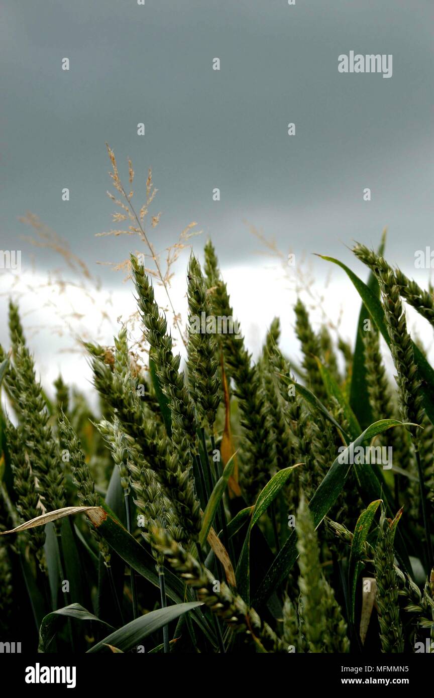 Close-up of wheat plants Ref: CRB416 10009 032 Compulsory Credit: Kate ...