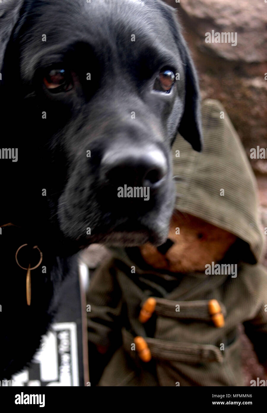 Close-up of a dog with a teddy bear Ref: CRB416 10009 033 Compulsory ...