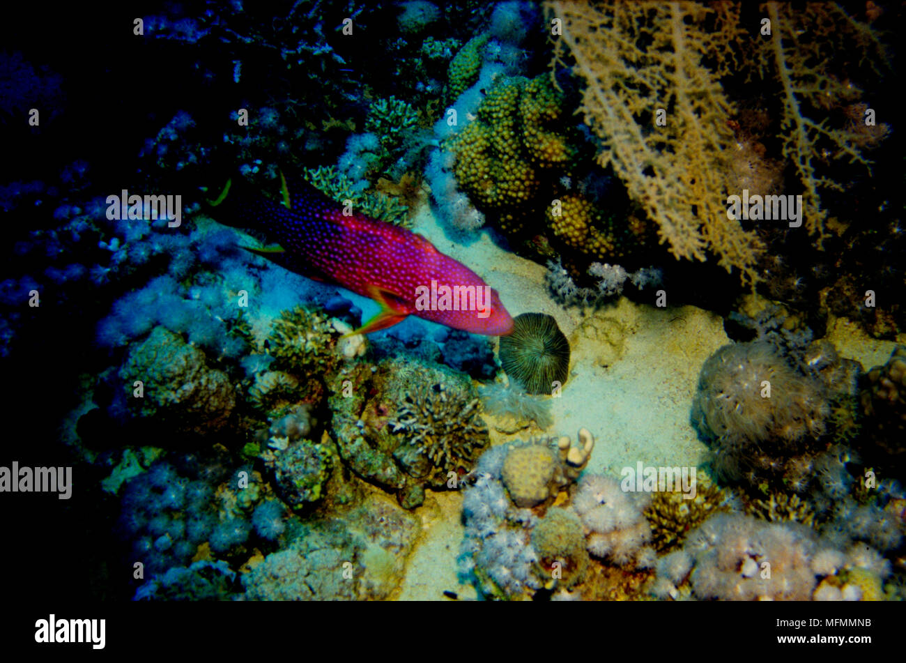 Fish swimming in the ocean Ref: CRB416 10009 036 Compulsory Credit ...