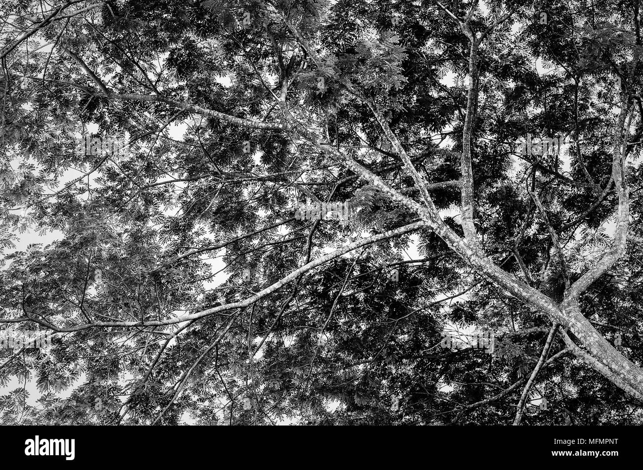 Background black trees Stock Photo - Alamy