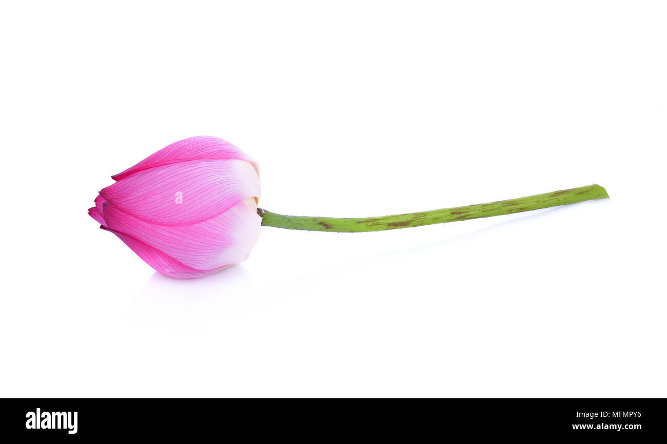 Lotus flower isolated on white background Stock Photo - Alamy
