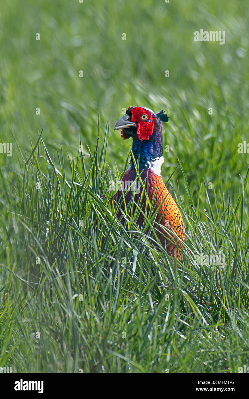 A male cock pheasant standing in a field on the look out for predators ...