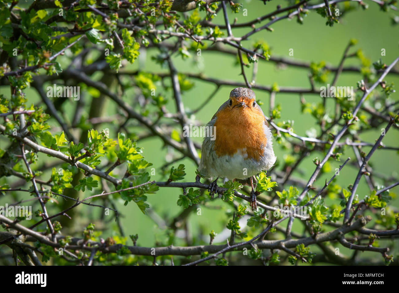 Robin in a hedge hi-res stock photography and images - Alamy
