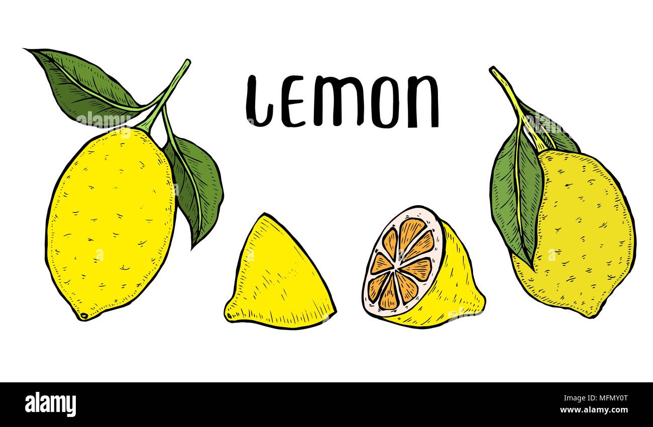 Whole lemon, sliced pieces, half, leafe and seed sketch. Fruit engraved style illustration ...
