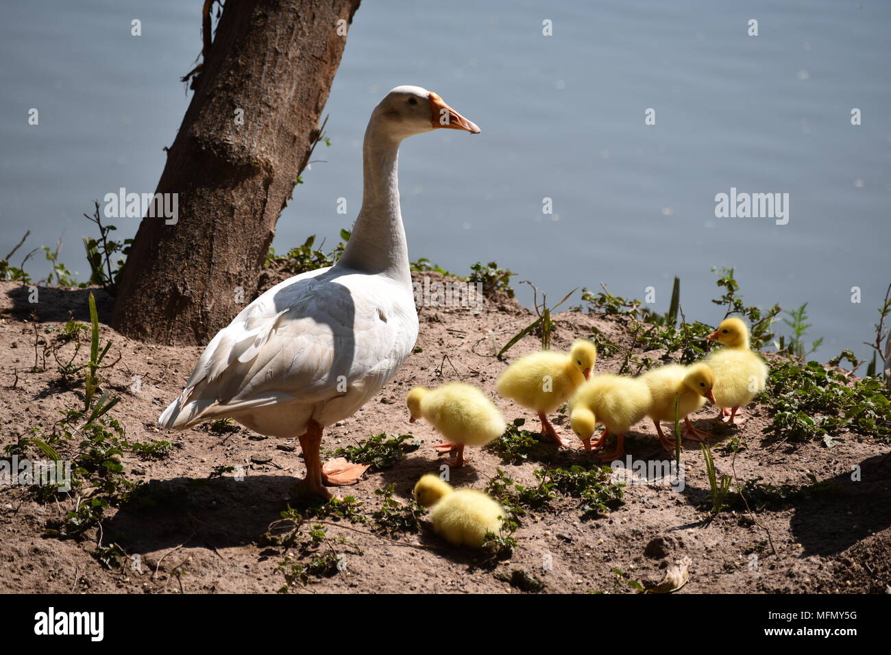 White Chinese Goose Baby