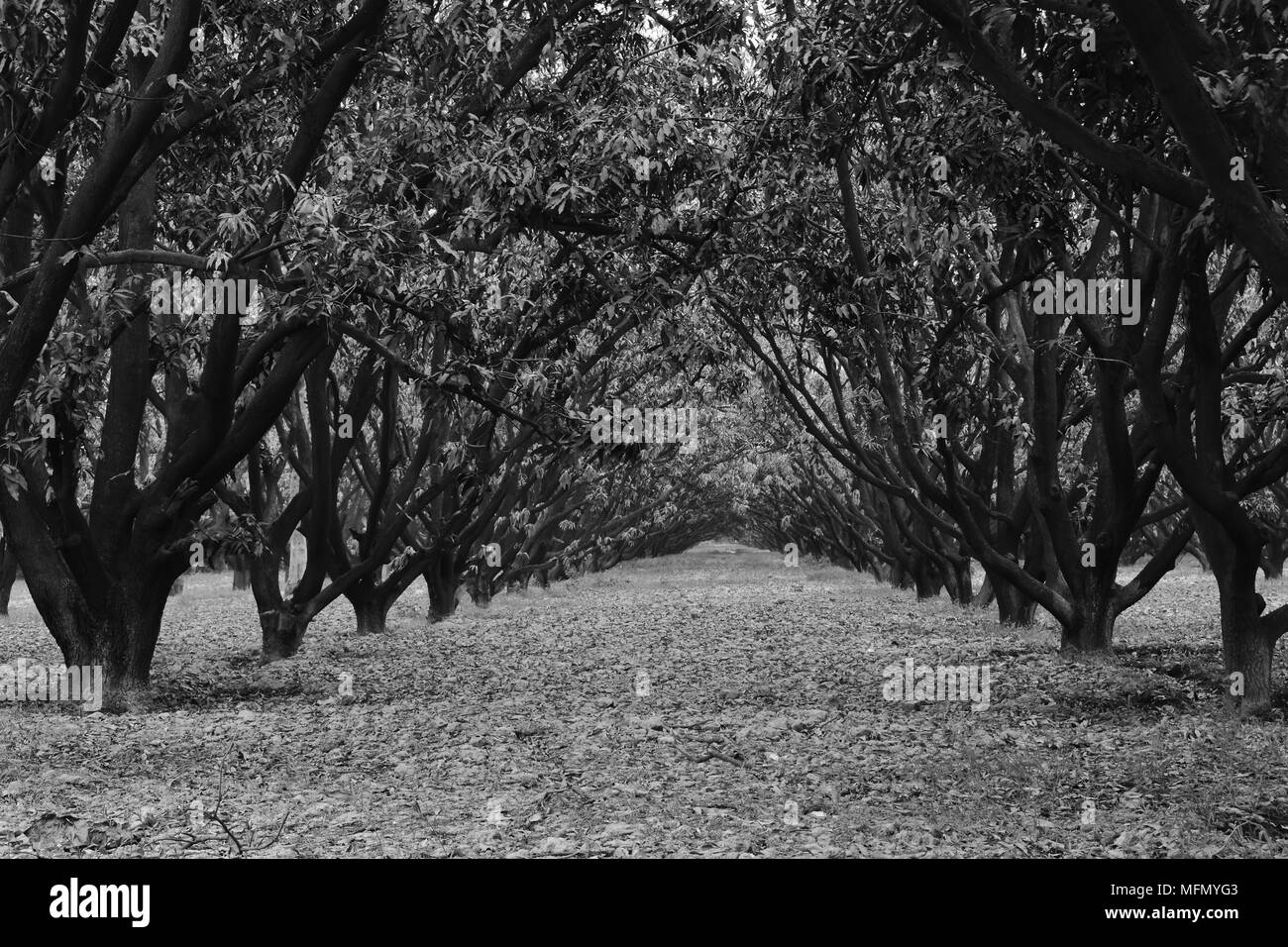 Parallel Lines On A Tree