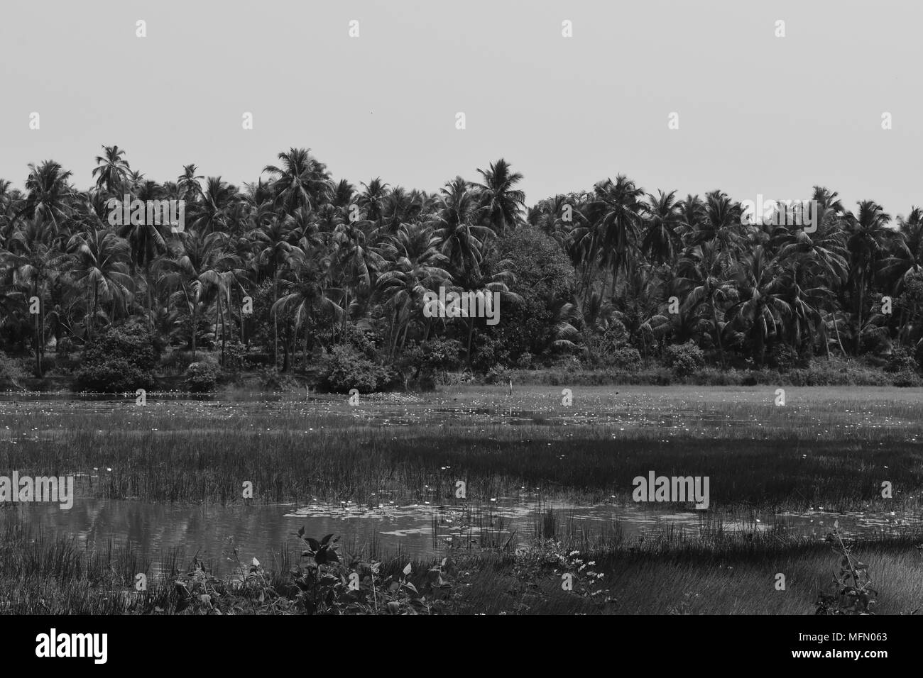 Dramatic vegetation Black and White Stock Photos & Images - Alamy