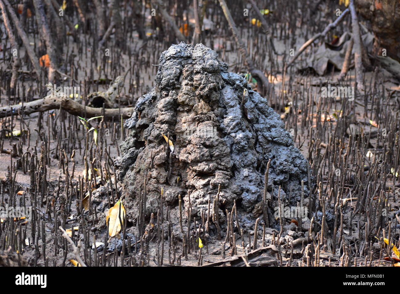 A mound made by mud lobster in a mangrove swamp. Mound is surrounded by ...