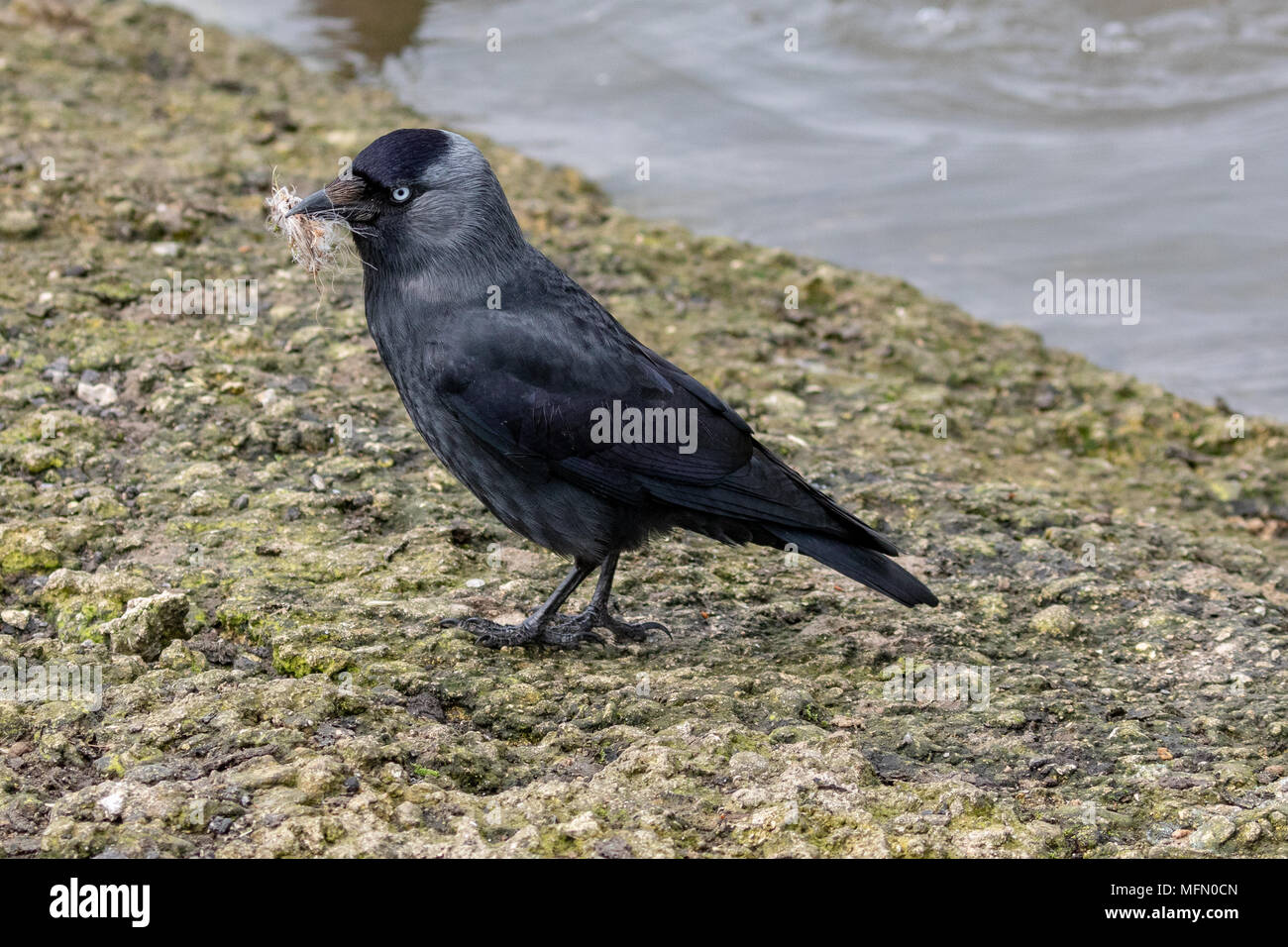 Western jackdaw (Coloeus monedula) with nesting materials in its beak ...