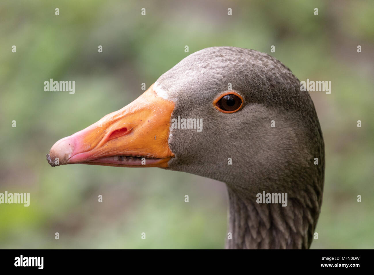 Close up side portrait of a greylag goose (Anser anser) head Stock ...