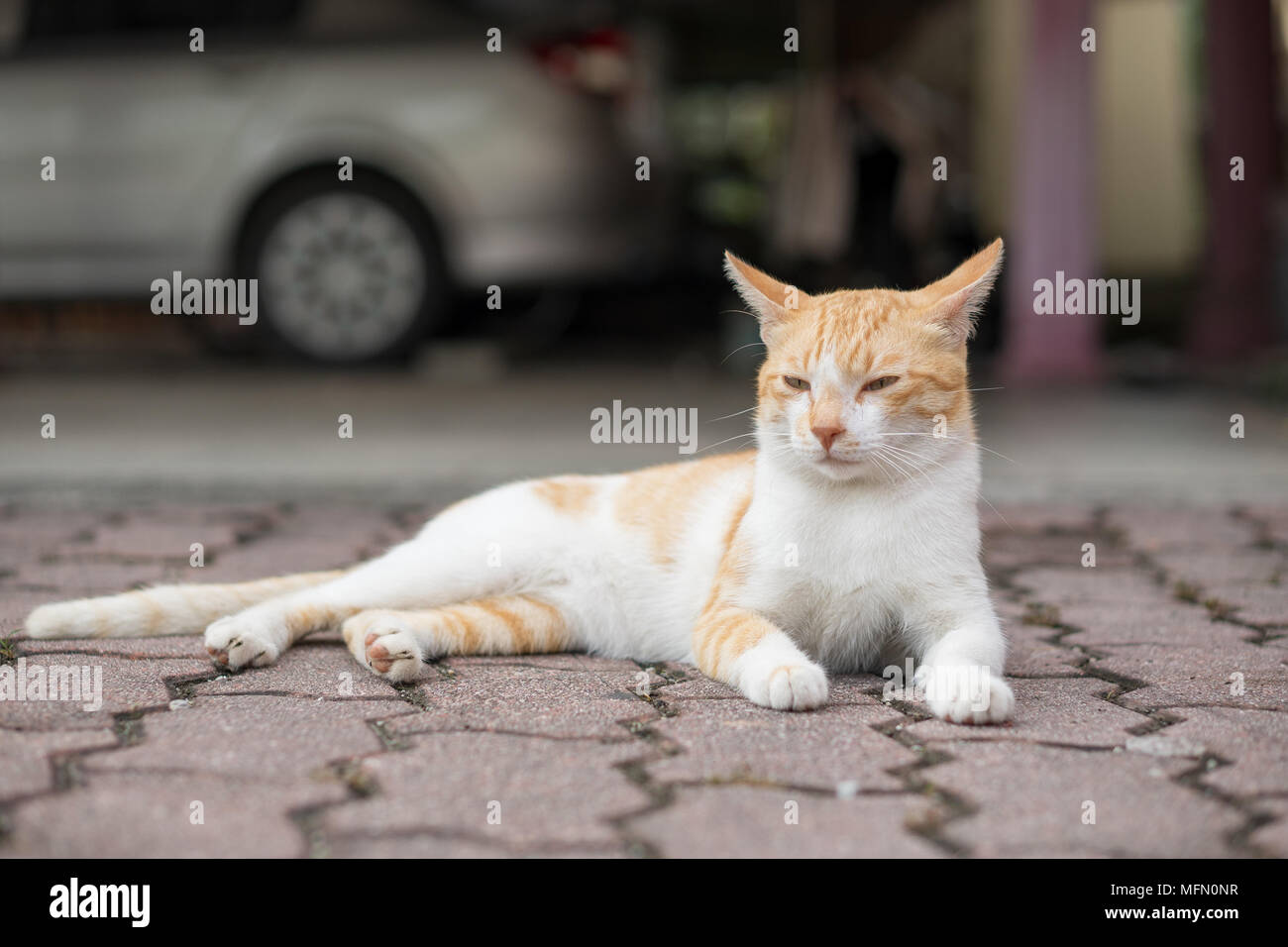 Top down view happy cat hi-res stock photography and images - Alamy